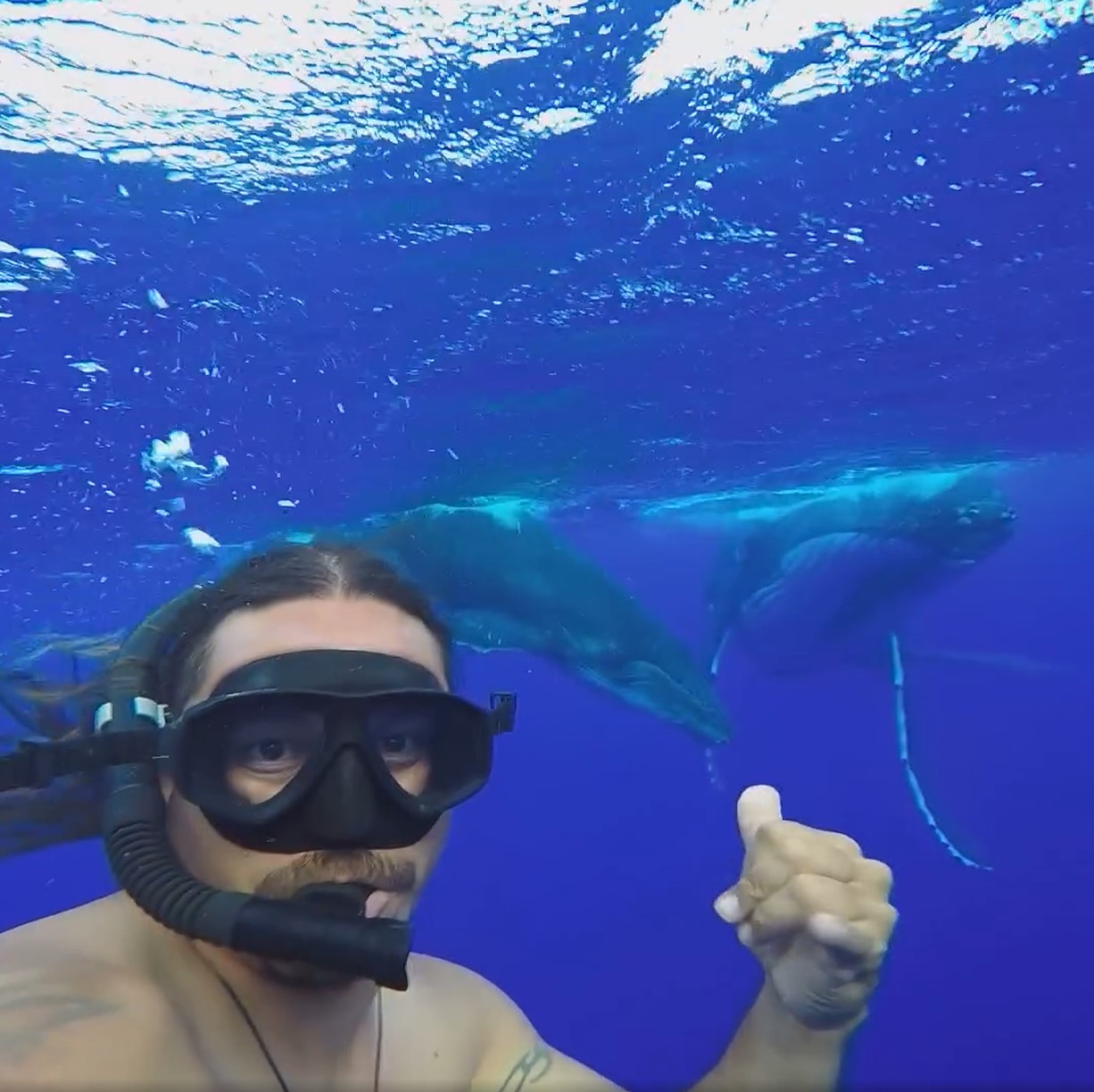 Come swim with the Whales in Aitutaki, Cook Islands!